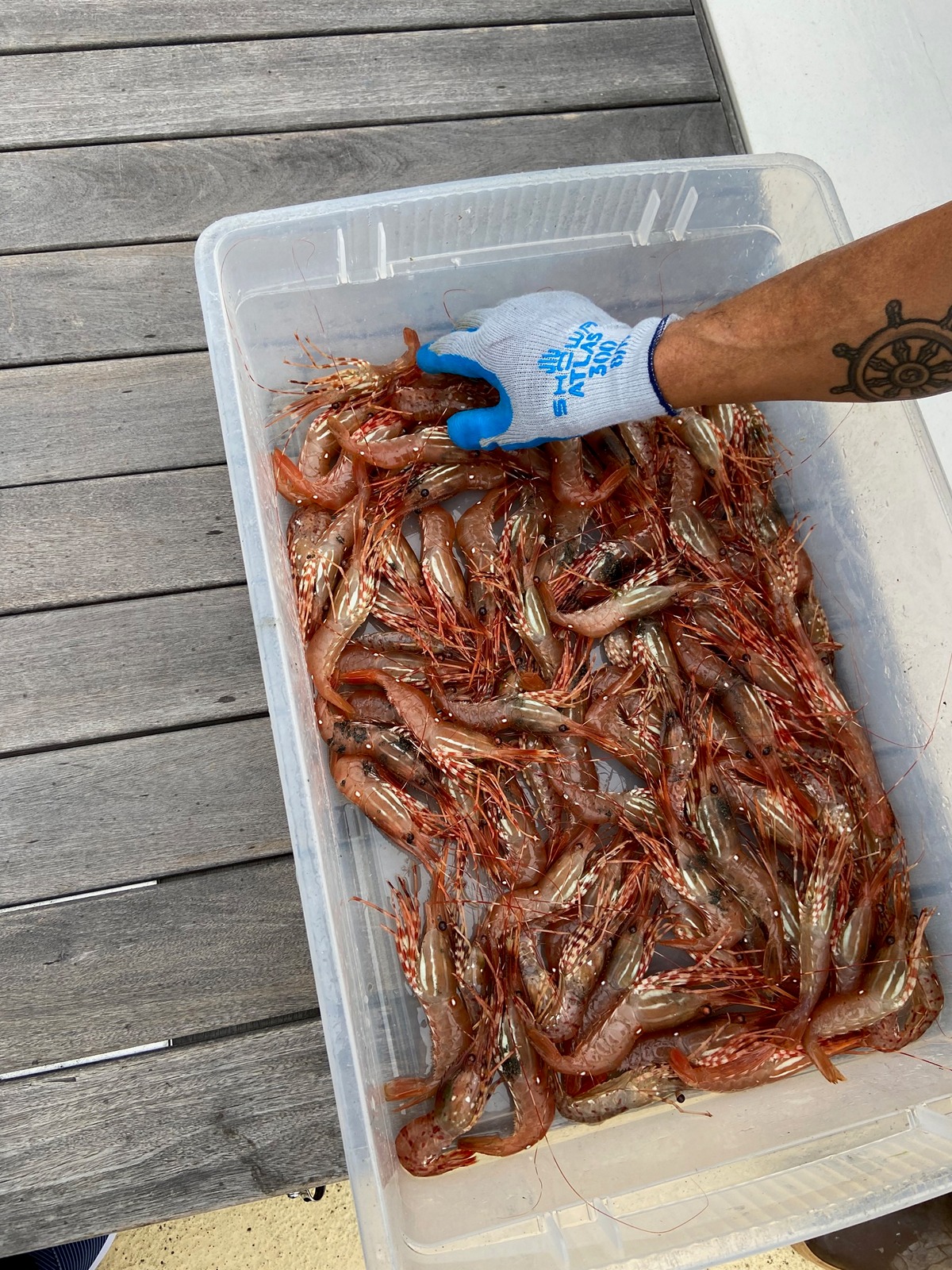 Whales, Hot Springs and Scampi - Pet People Talk